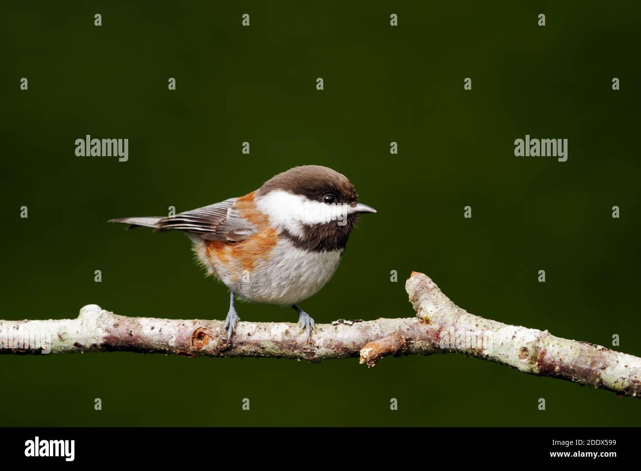 Chestnut-backed chickadee perched on branch, dark green background ...