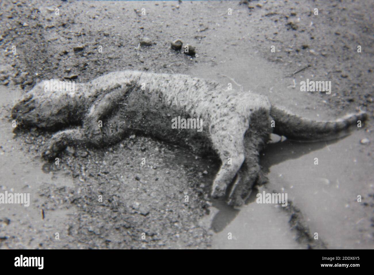Fine 1970s vintage black and white photography of a dead cat laying on ...