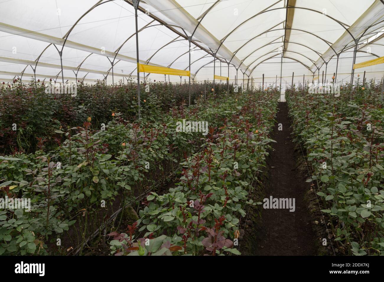 plastic greenhouse with various plants growing in rows, nature and ...