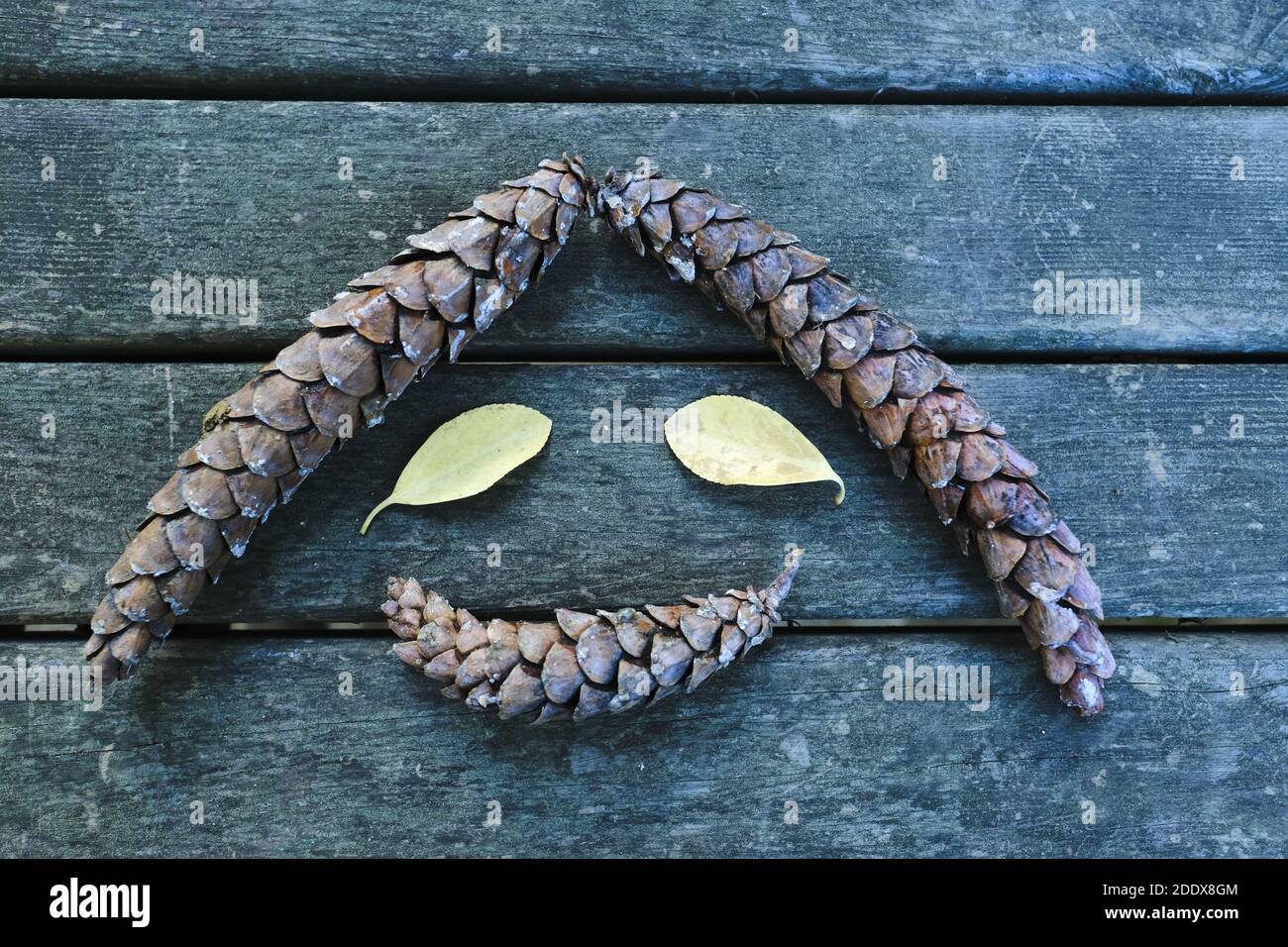 An overhead shot of a sad face out of pine cones and leaves on a blue ...