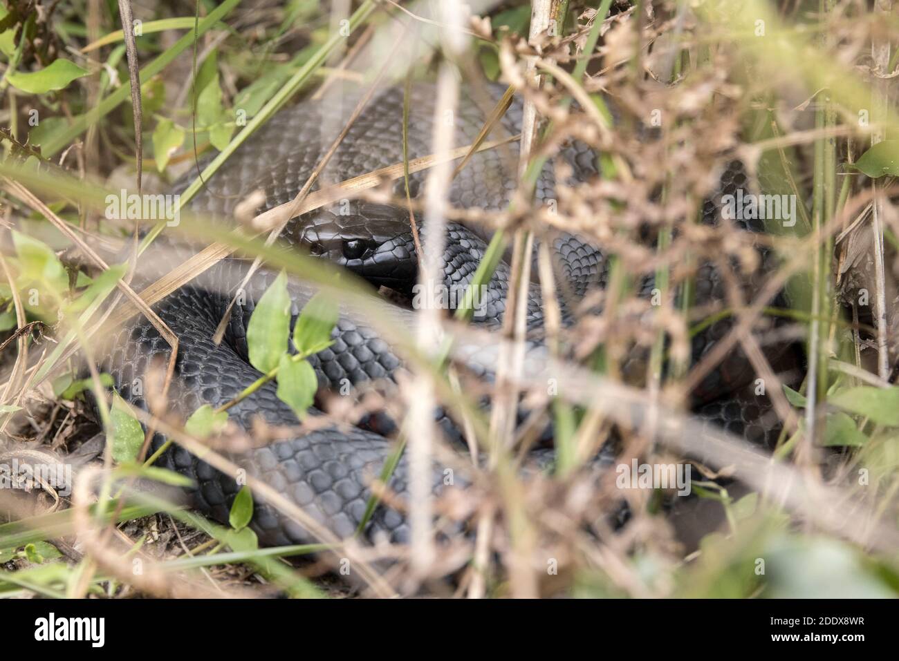 Red-bellied Black snake basking in grass Stock Photo - Alamy