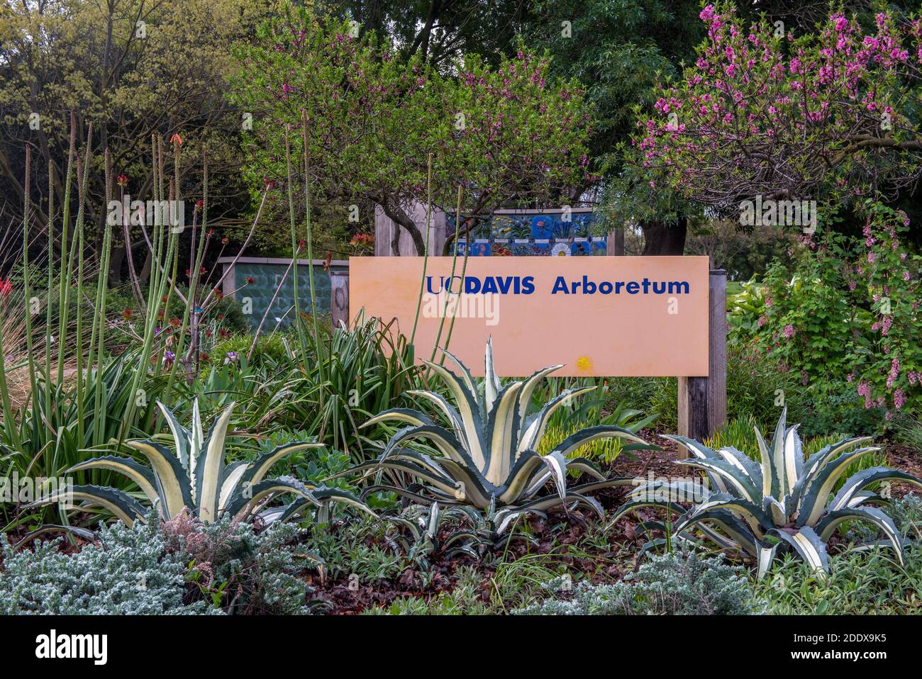 Davis, CA, USA, 21 March 2020. Sign marking the UC Davis arboretum on a ...