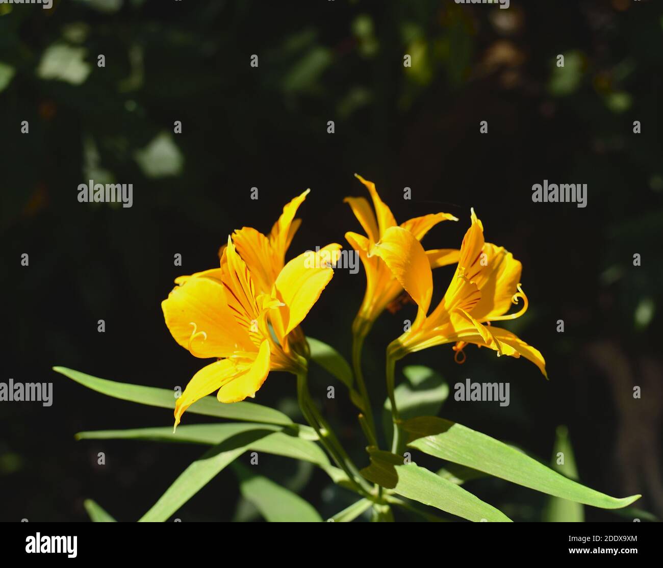 Peruvian Lilly in the Andean Forest Stock Photo - Alamy