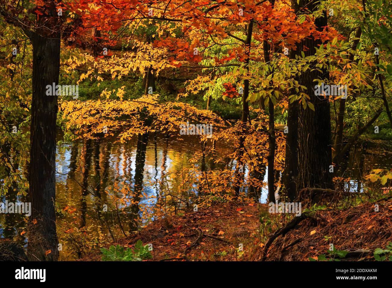Beautiful Tranquil Autumn Nature in Quite Forest: Colorful Trees Above ...