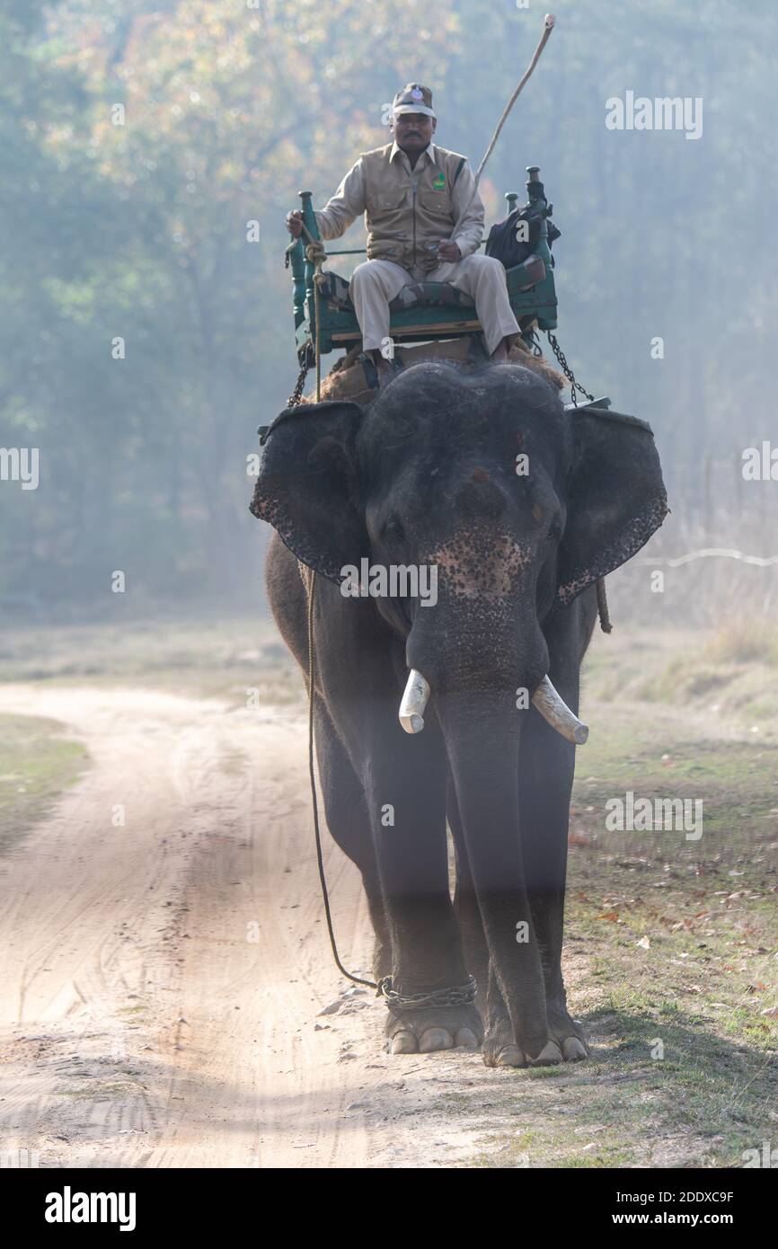 Asian elephant (Elephas maximus) works as a tiger patrol in some of ...