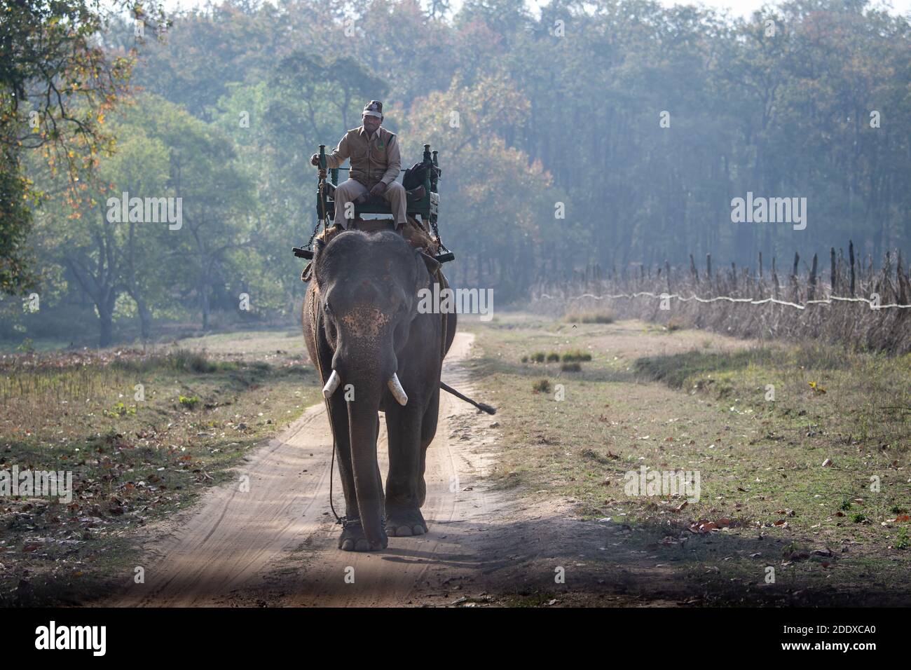 Asian elephant (Elephas maximus) work as a tiger patrol in India's ...