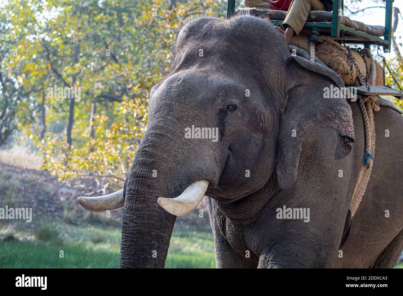 Asian elephant (Elephas maximus) work as a tiger patrol in India's ...