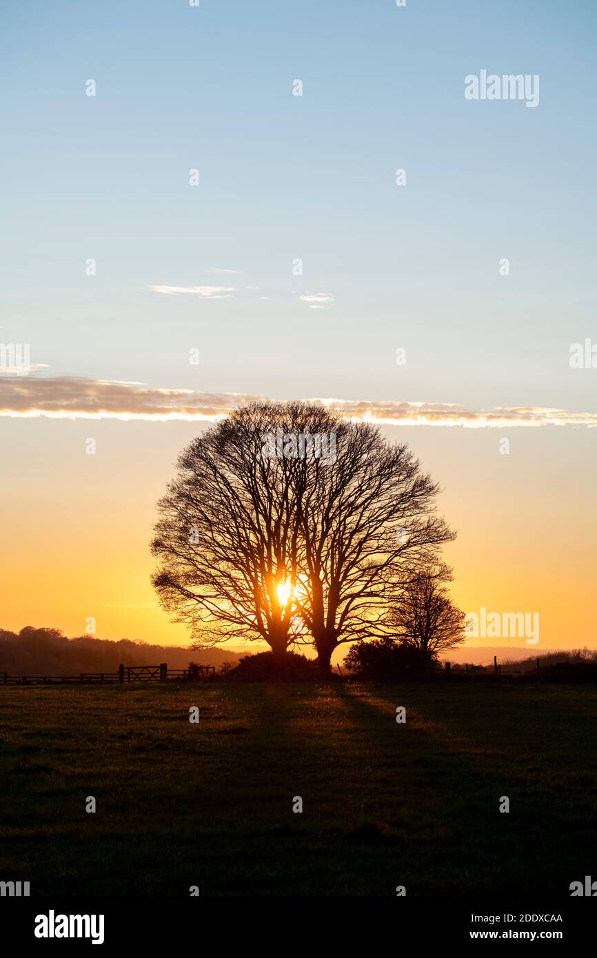 Silhouette Beech trees in the autumn at sunset. Chipping Norton ...