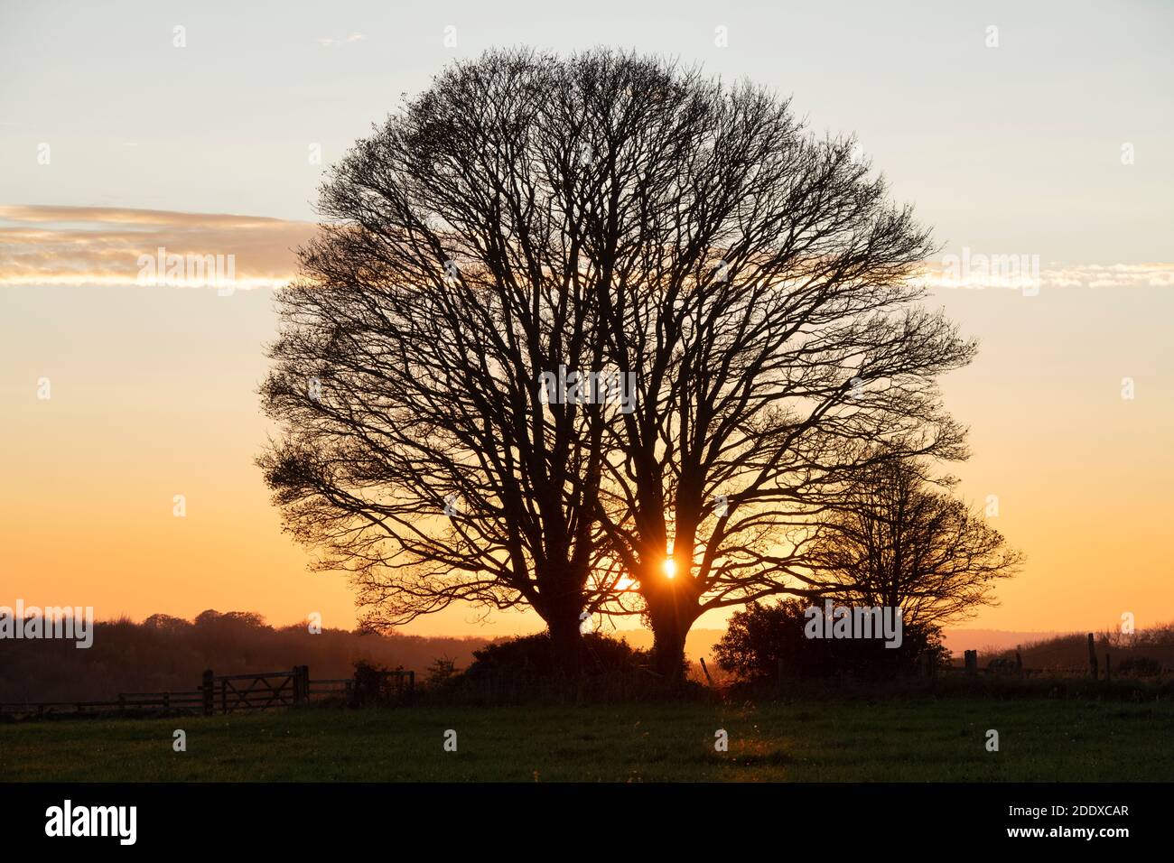 Silhouette Beech trees in the autumn at sunset. Chipping Norton ...