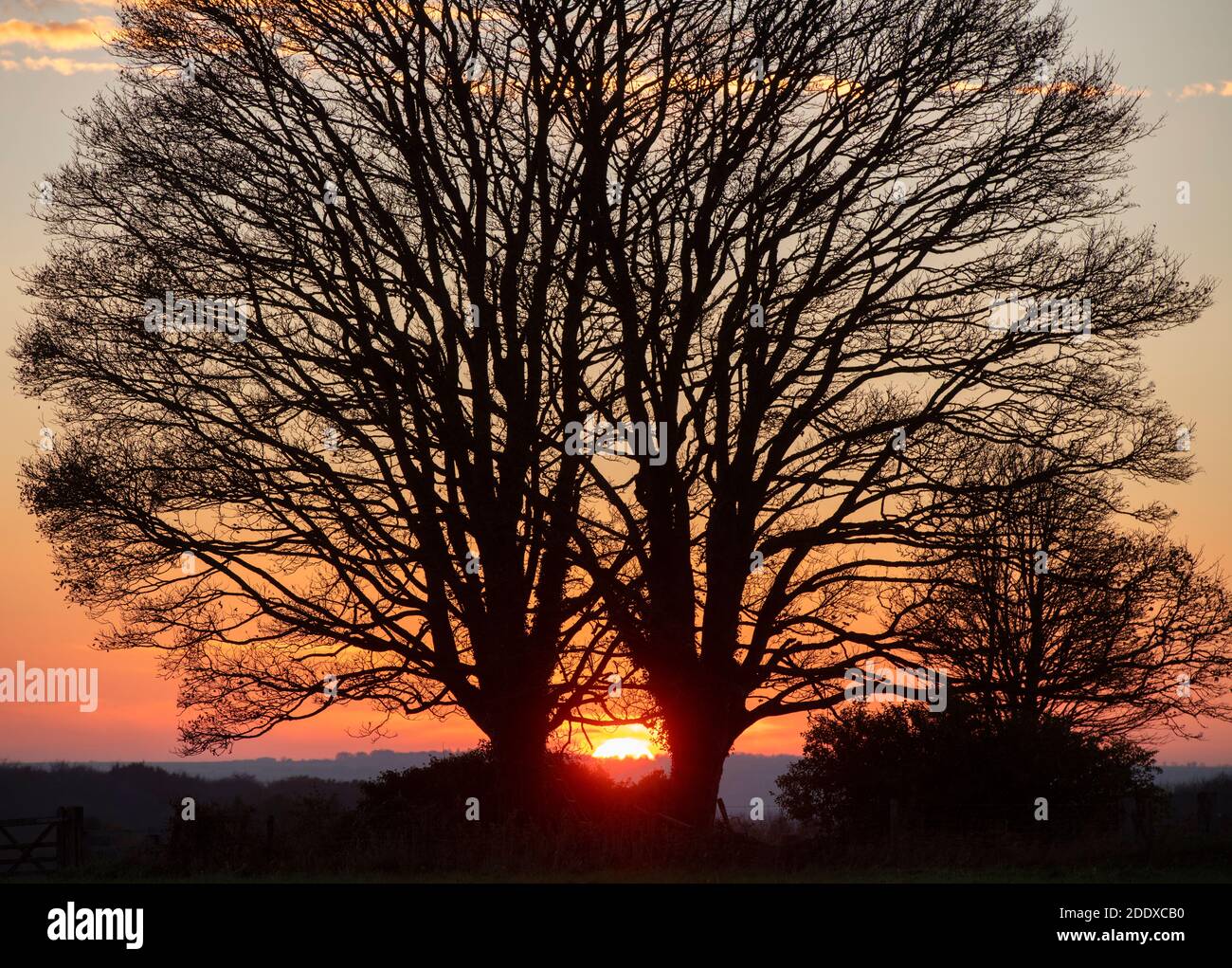 Silhouette Beech trees in the autumn at sunset. Chipping Norton ...