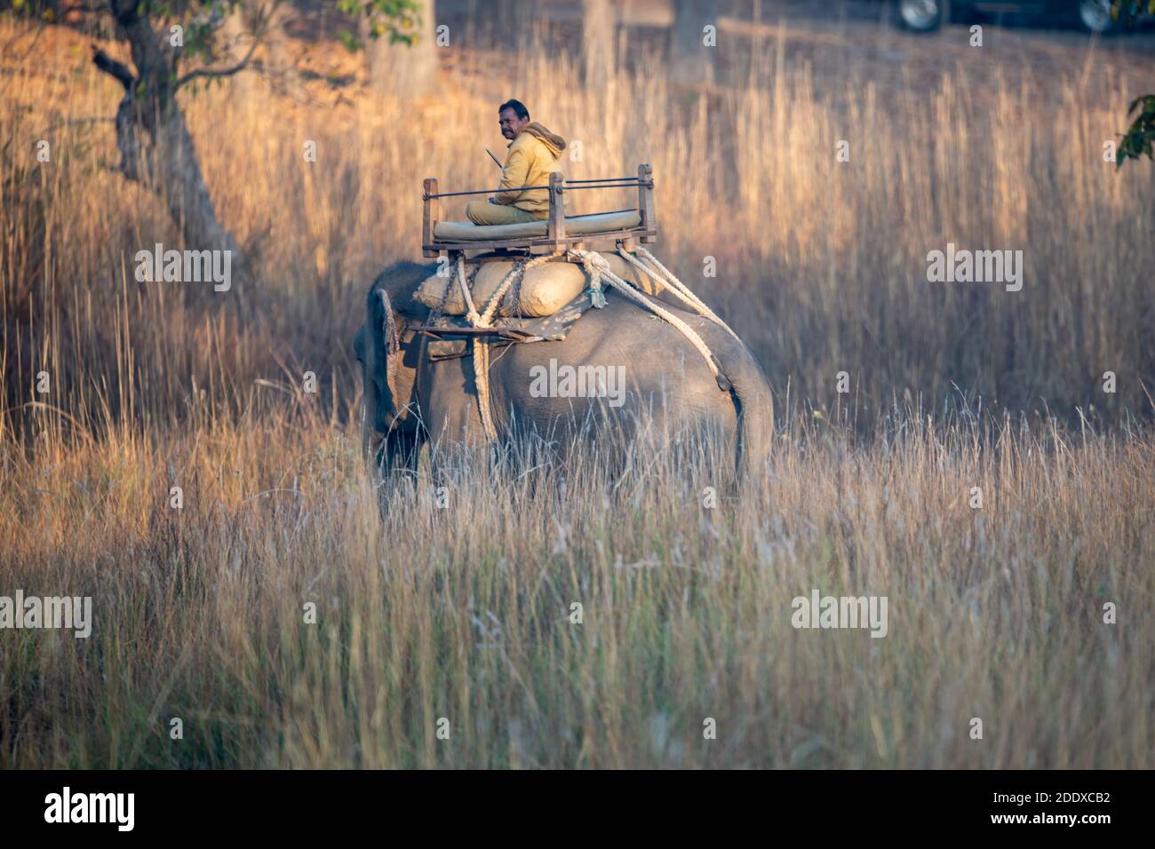 Asian elephant (Elephas maximus) works as a tiger patrol in some of ...