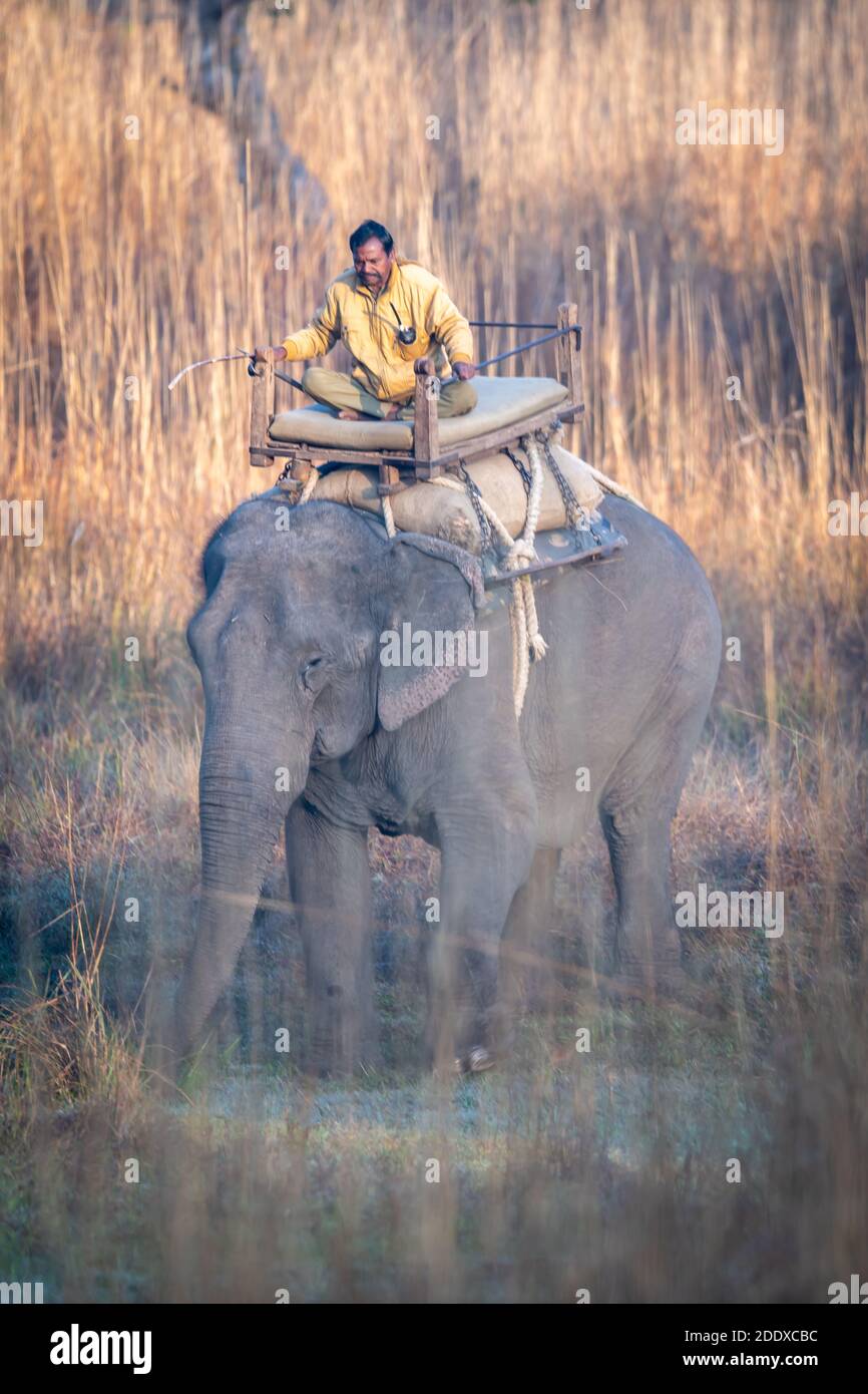 Asian elephant (Elephas maximus) works as a tiger patrol in some of ...
