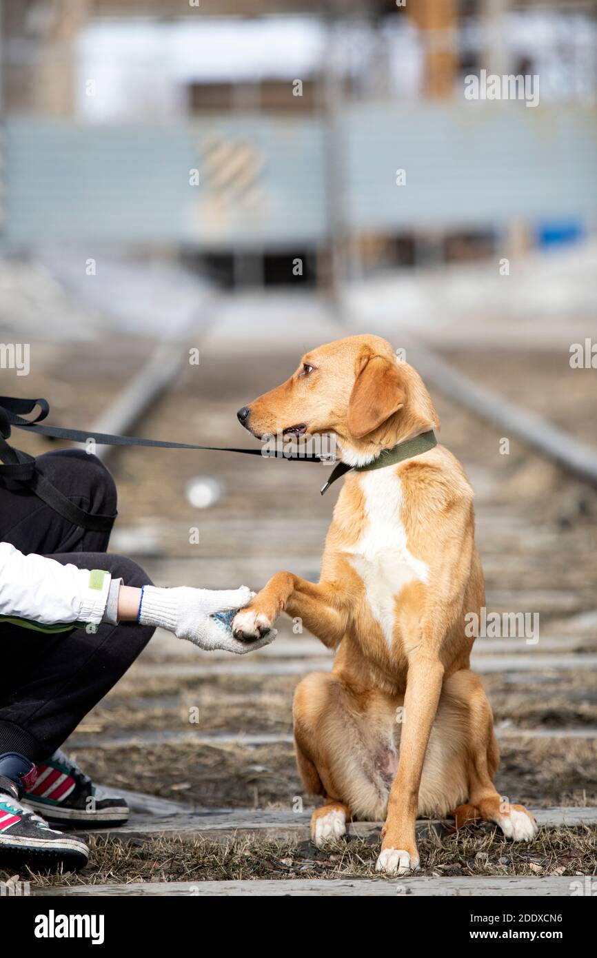 Stray dog gives paw to volunteer who takes care of it. Concept of trust ...
