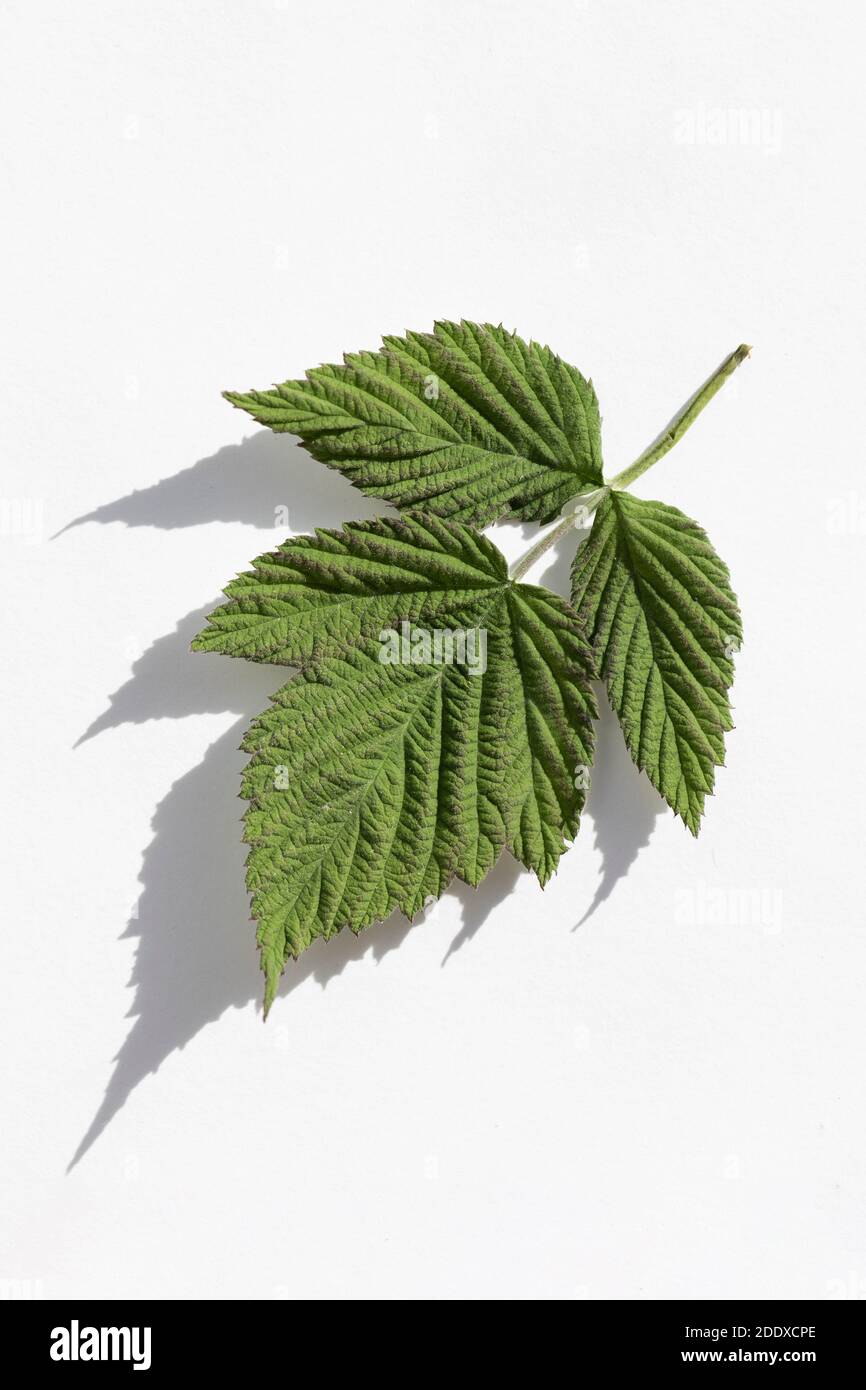 Raspberry vein hi-res stock photography and images - Alamy