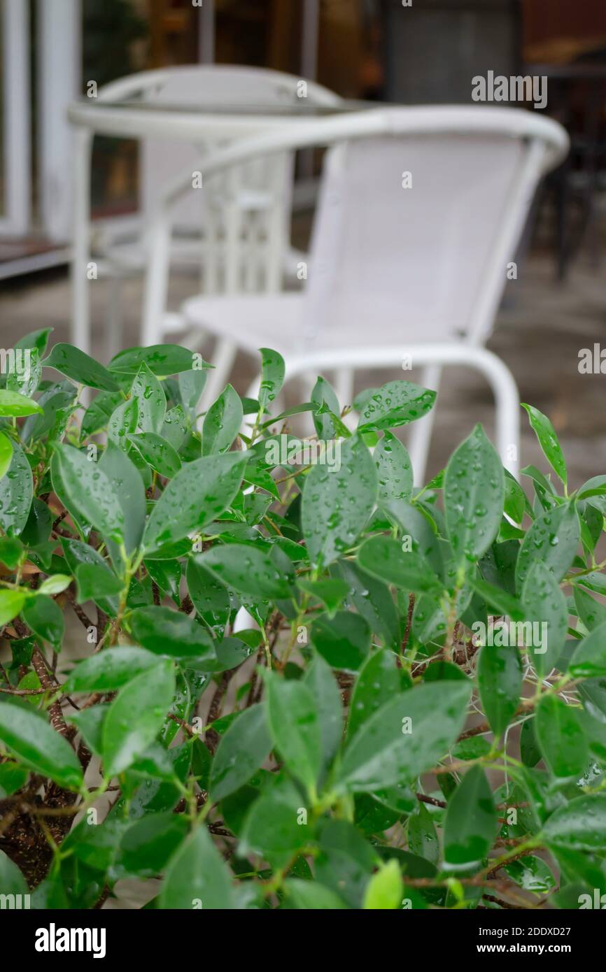 Garden seat and coffee table, stock photo Stock Photo - Alamy