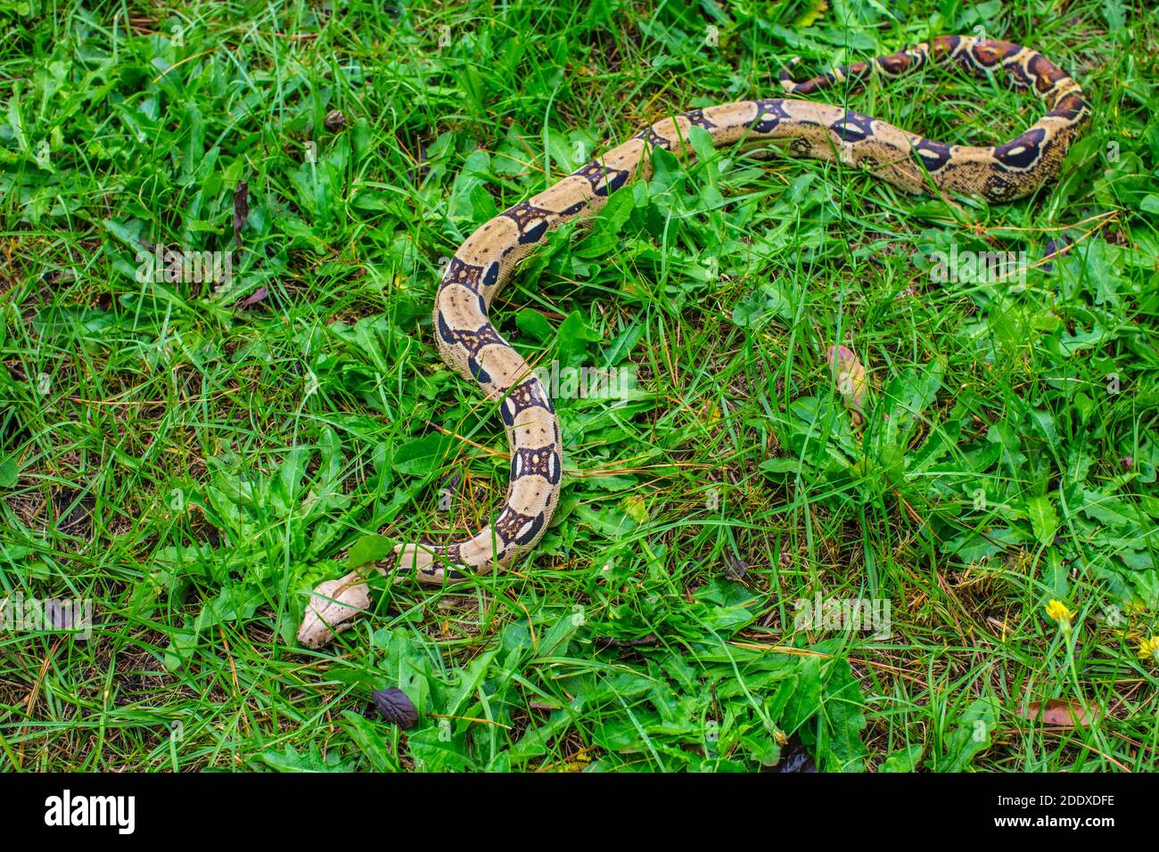 Red Tail Boa Constrictor in the green grass entire snake Stock Photo ...