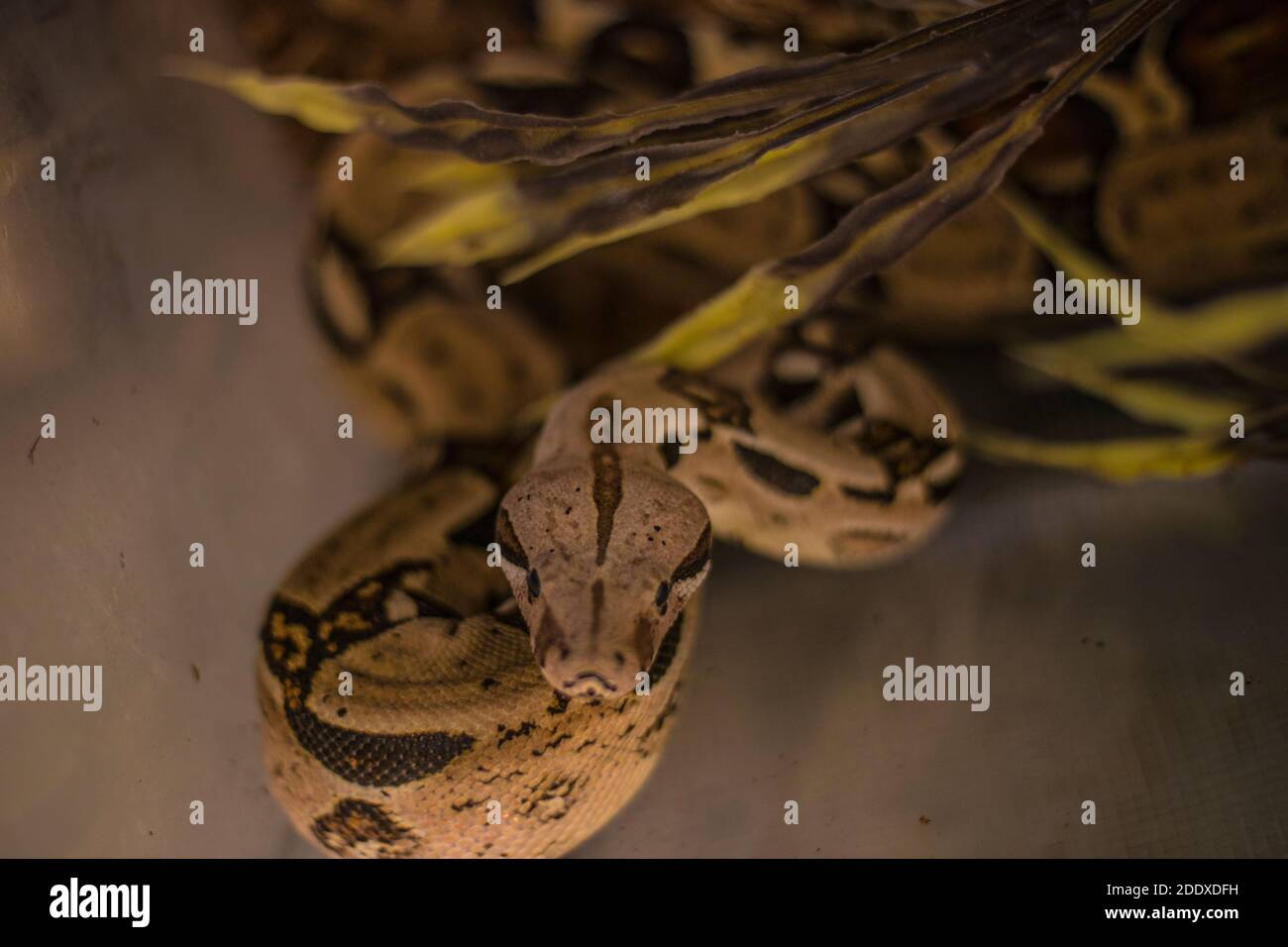 Red Tail Boa Constrictor looking up and green leaves Stock Photo - Alamy