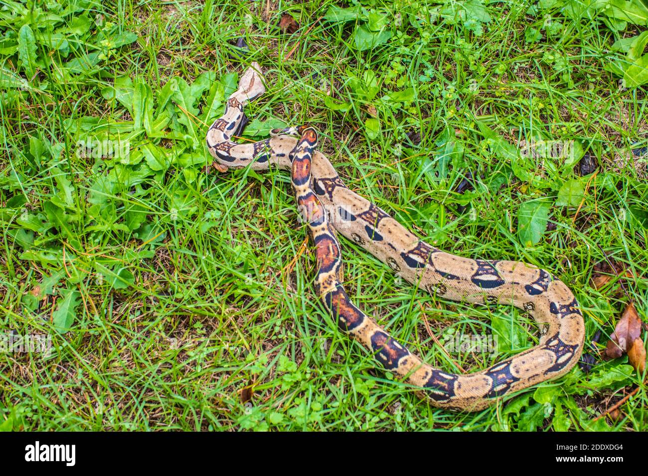 Red Tail Boa Constrictor in the grass during the day Stock Photo - Alamy