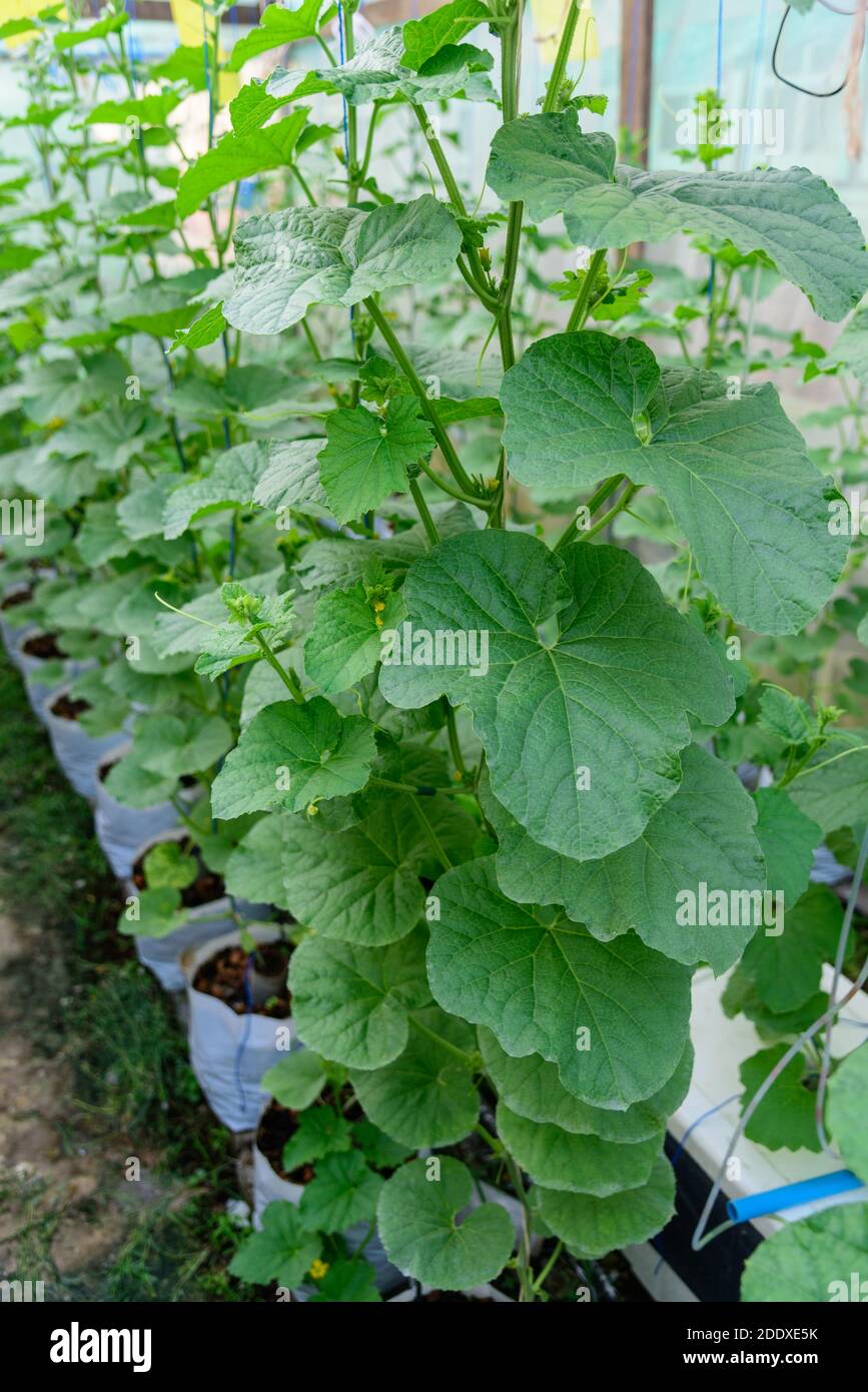 Green melon tree in farm Stock Photo - Alamy