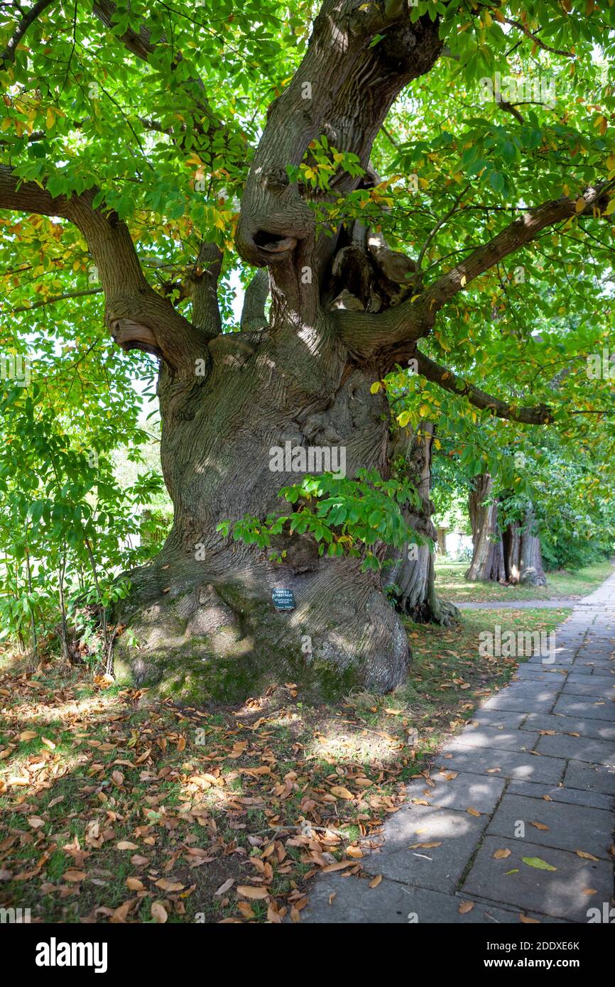 Veteran 300 years old sweet chestnut tree at Herstmonceux, East Sussex ...