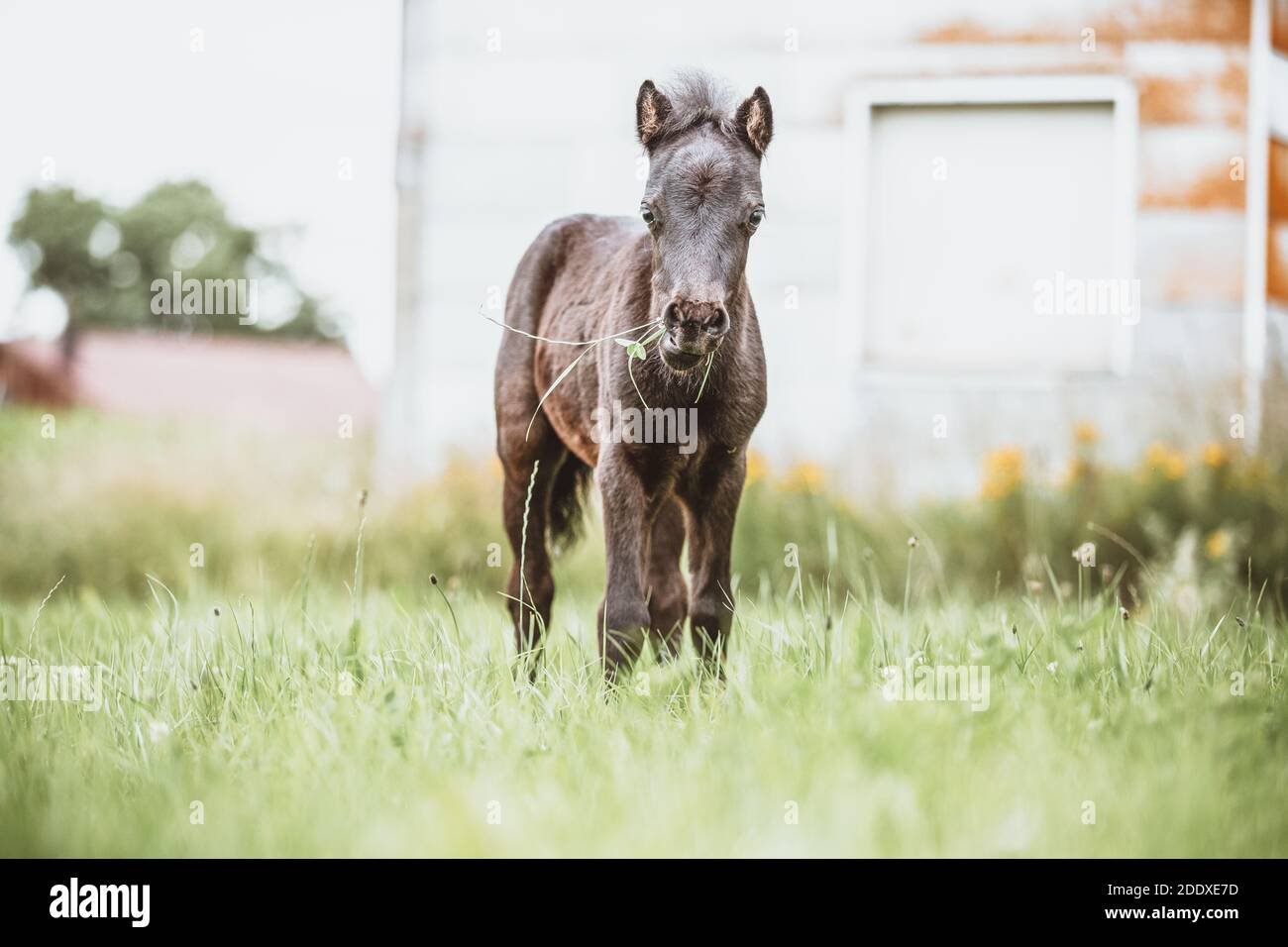 Mini stallion hi-res stock photography and images - Alamy