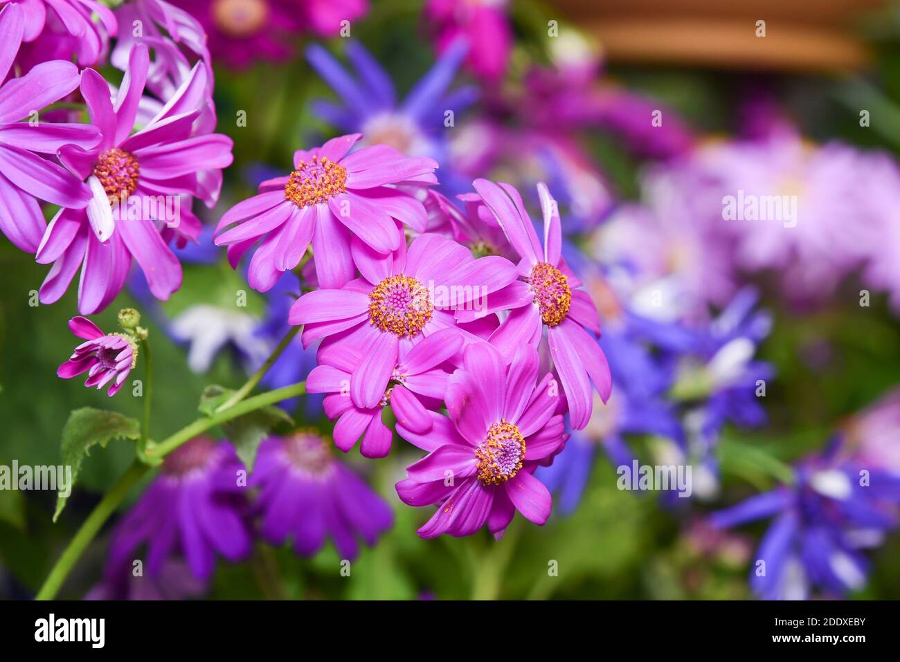 flower show Ooty Tamil Nadu India. many lots of beautiful yellow dried ...