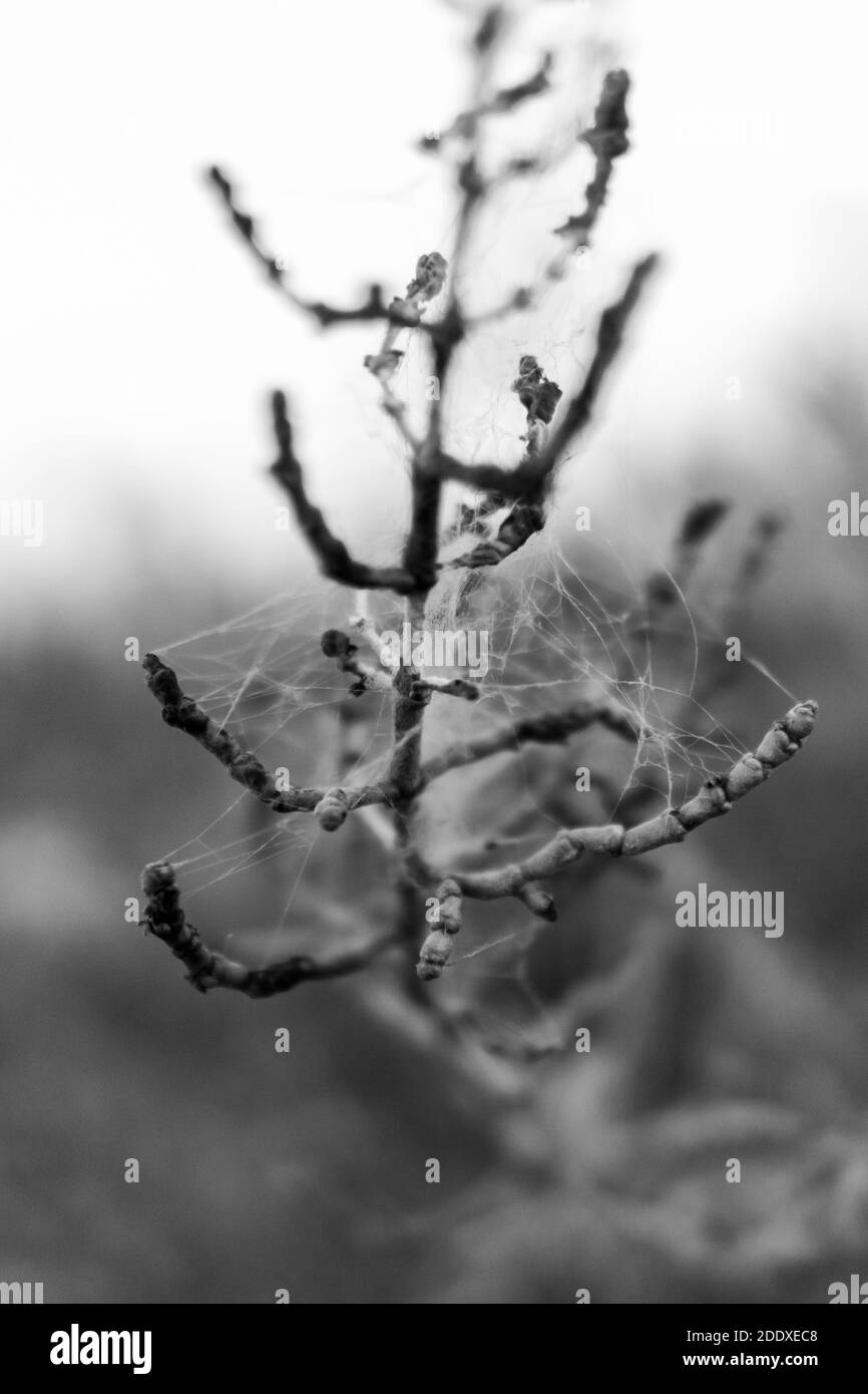 Close up of a black ad white desert plant with cobwebs or spider webs ...
