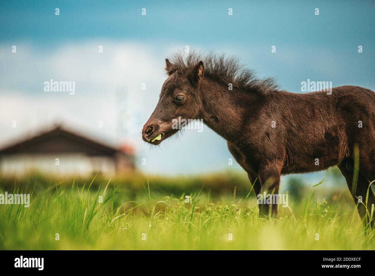 Mini stallion hi-res stock photography and images - Alamy