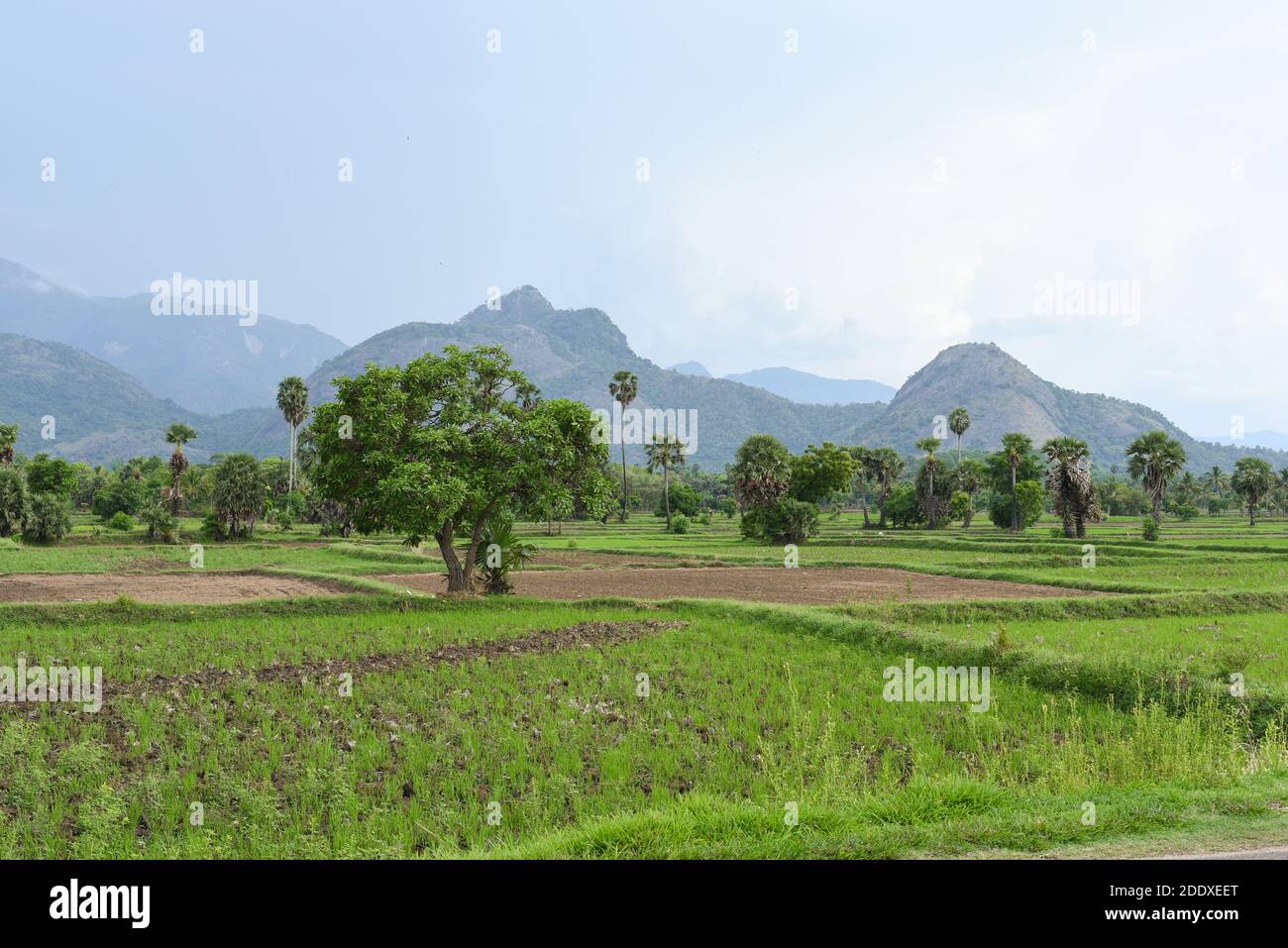 Palakkad, Kerala Lush green and golden yellow ripe paddy field on a hot ...