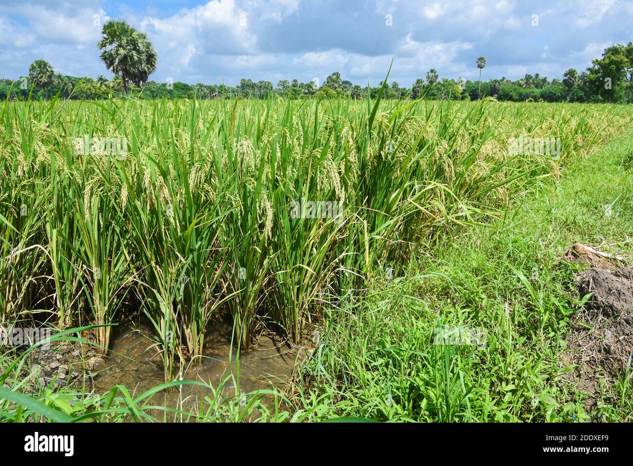 Kerala Rice Field High Resolution Stock Photography and Images - Alamy
