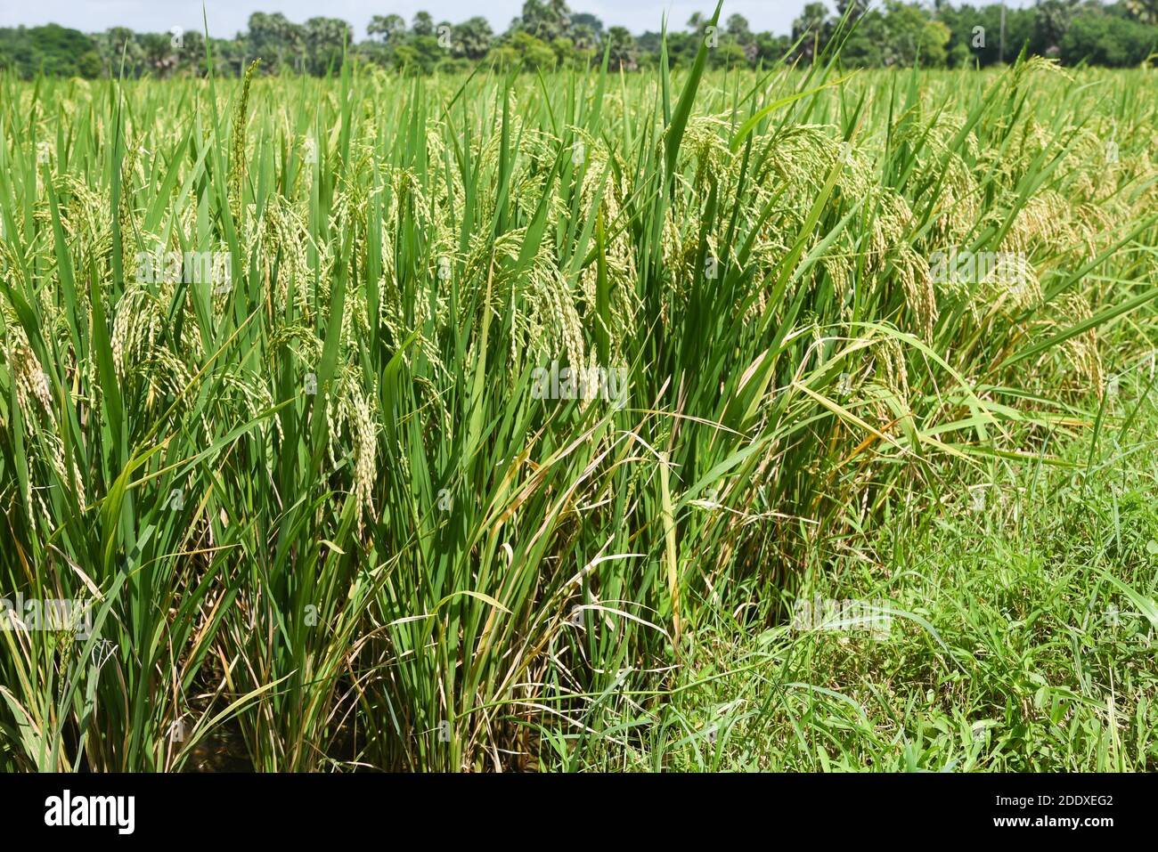 Palakkad, Kerala Lush green and golden yellow ripe paddy field on a hot ...