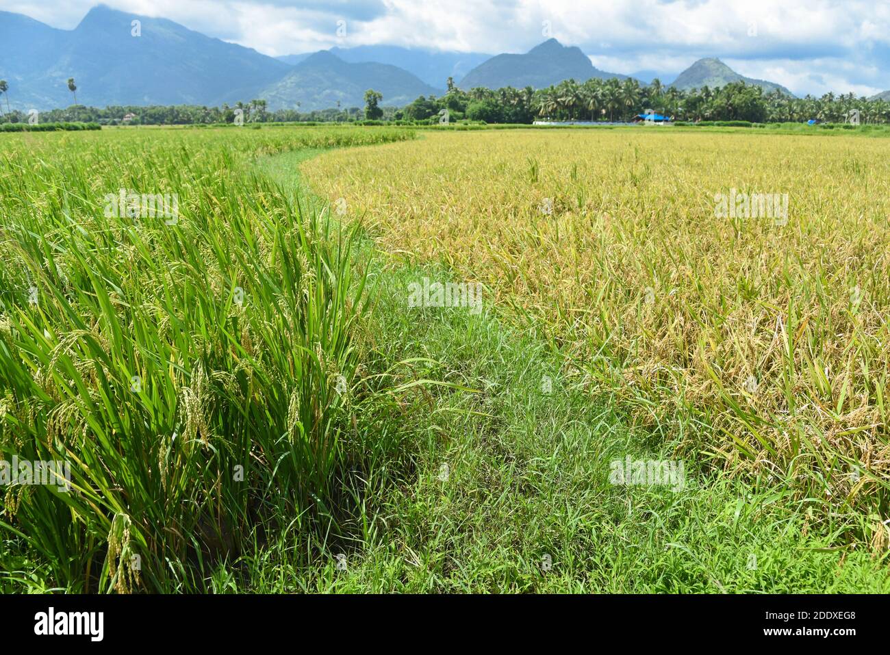 Palakkad, Kerala Lush green and golden yellow ripe paddy field on a hot ...