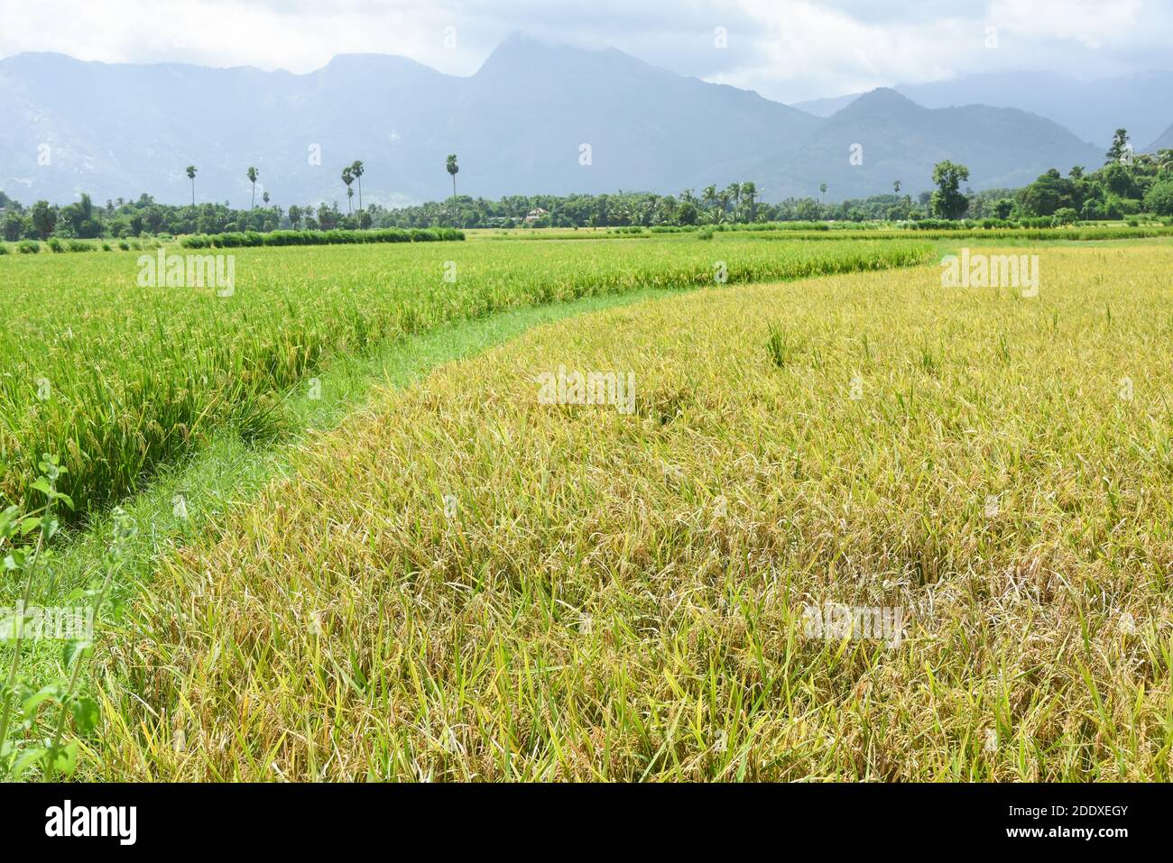 Ripe Paddy Field High Resolution Stock Photography and Images - Alamy