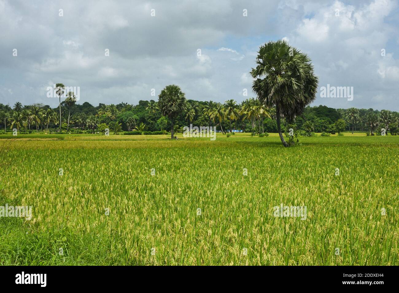 Kerala Rice Field High Resolution Stock Photography and Images - Alamy