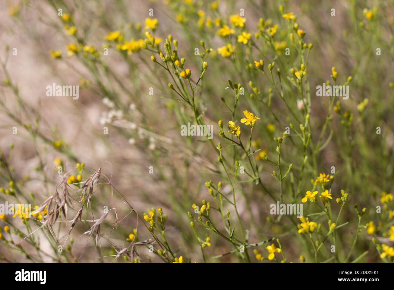 Yellow inflorescences, Broom Snakeweed, Gutierrezia Sarothrae ...