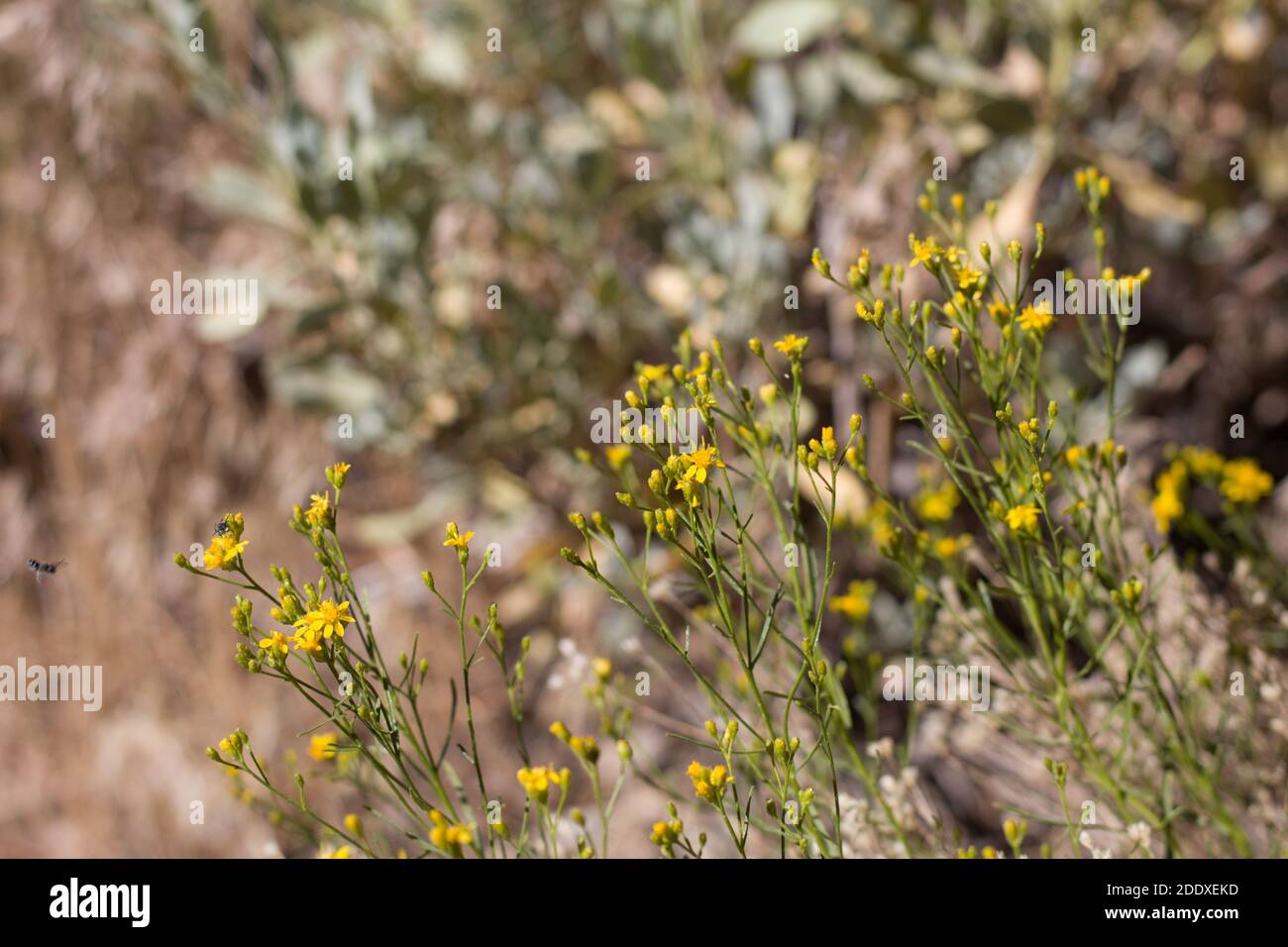 Chaparral broom hi-res stock photography and images - Alamy