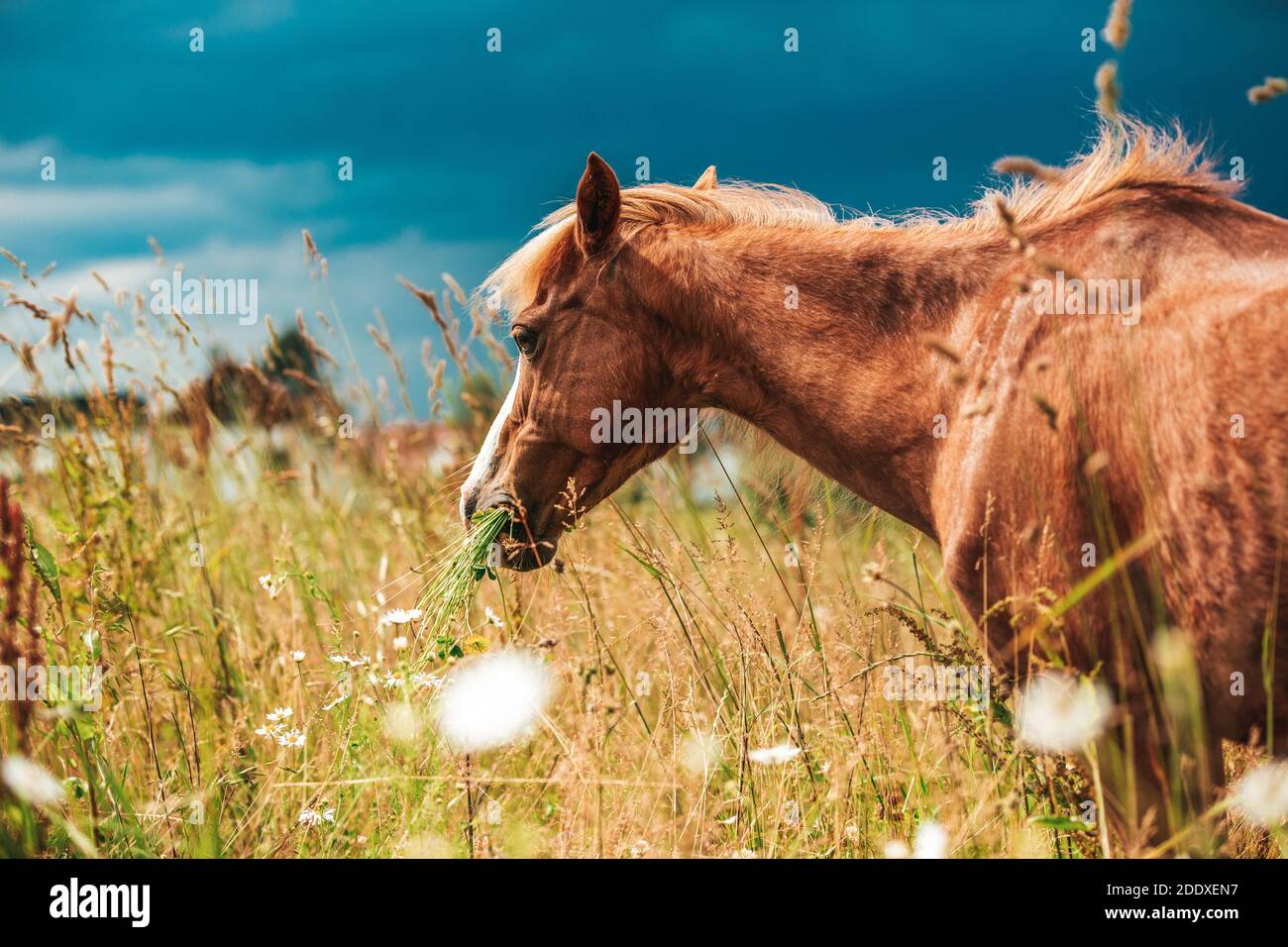 Mini stallion hi-res stock photography and images - Alamy
