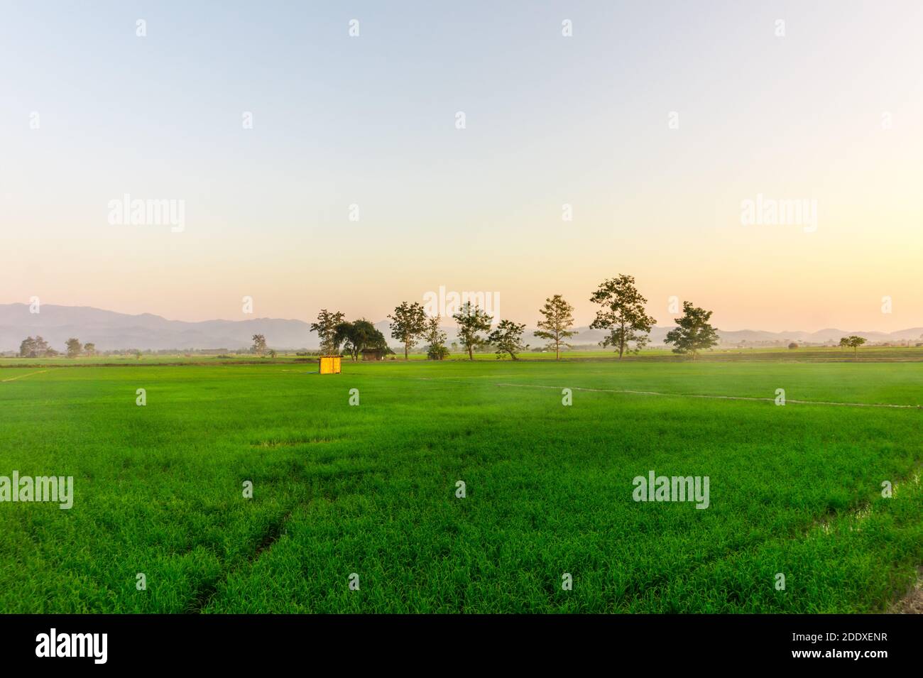 green rice field on sunset at agricultural land of Thailand Stock Photo ...