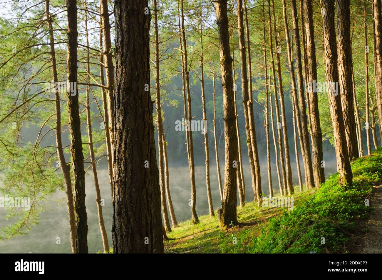 Nature of Pang Ung at Mae Hong Son,Thailand Stock Photo - Alamy