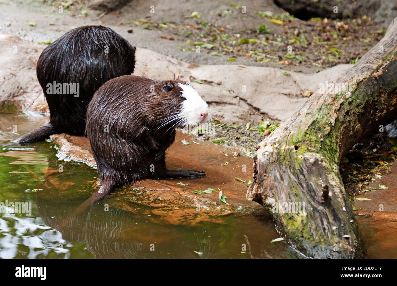 two large beavers at the shore Stock Photo - Alamy