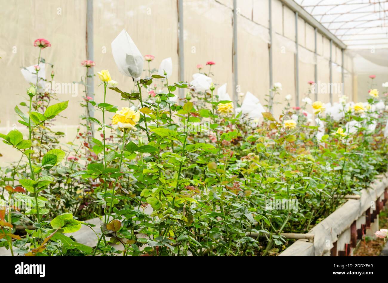 growing rose flower inside nursery Stock Photo - Alamy