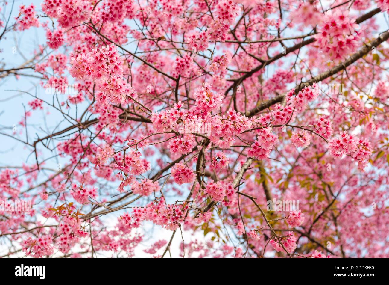 Beautiful pink flower of Sakura or Wild Himalayan Cherry tree in ...