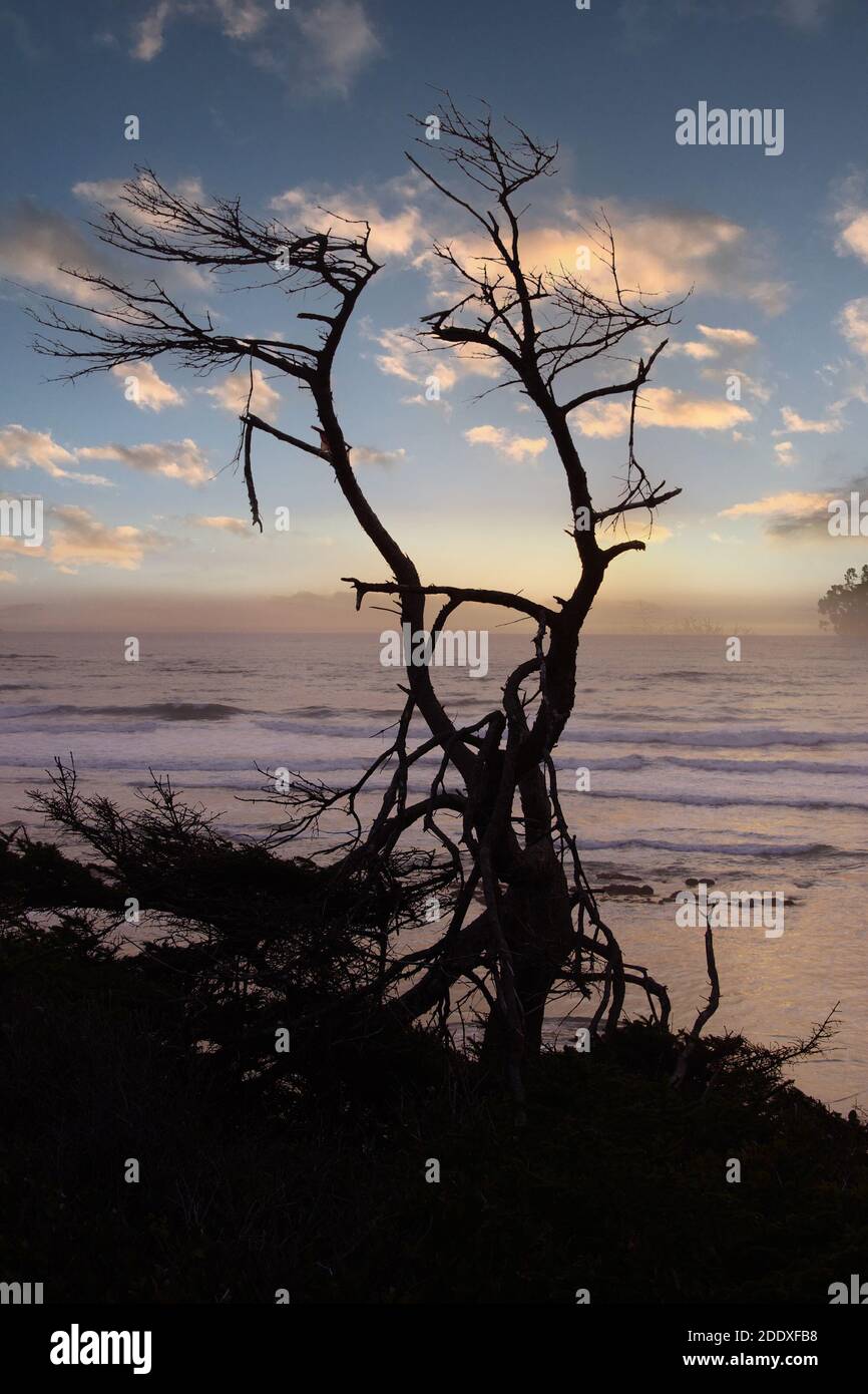 Tree snag silhouette at sunset on an Oregon Beach near Yaquina Head ...
