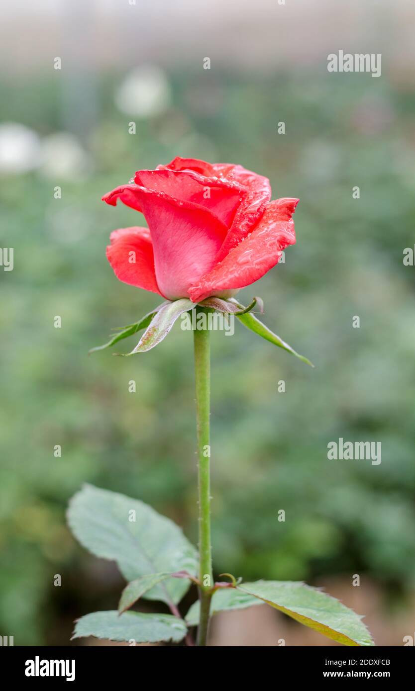 growing rose flower inside nursery Stock Photo - Alamy