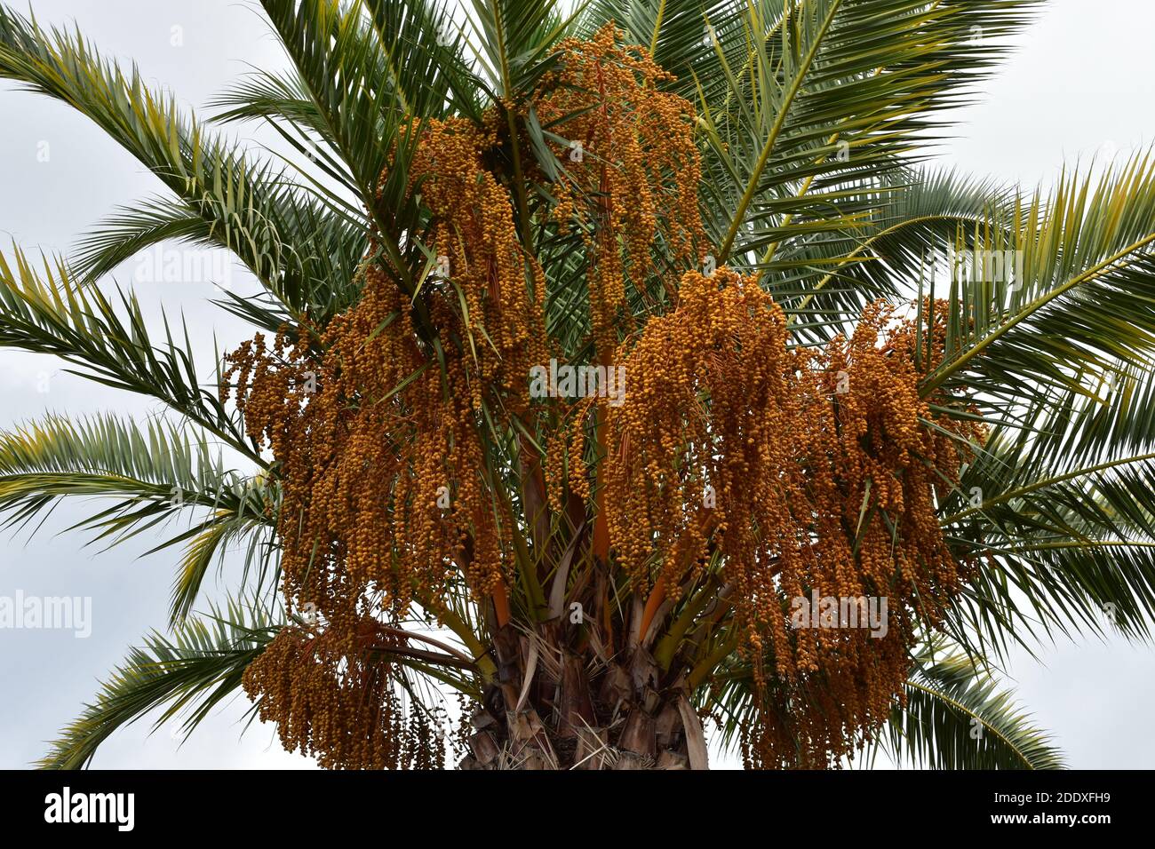 A low angle shot of a date palm-full of ripe fruits Stock Photo - Alamy