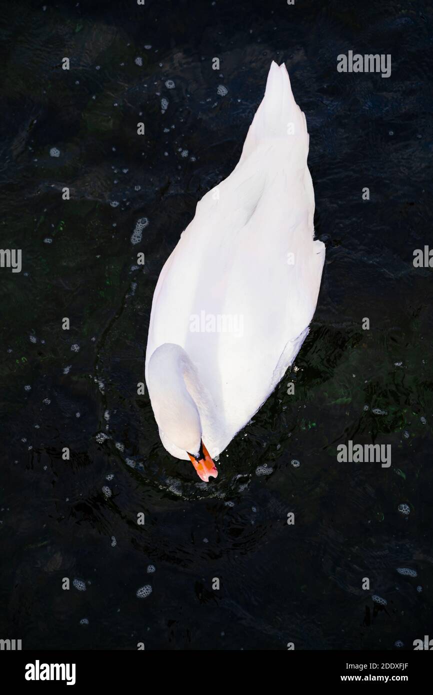 A vertical top view shot of a swan swimming on the water Stock Photo ...