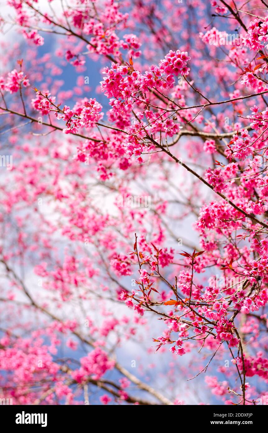 Beautiful pink flower of Sakura or Wild Himalayan Cherry tree in ...