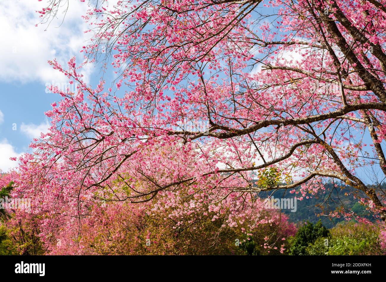 Beautiful pink flower of Sakura or Wild Himalayan Cherry tree in ...