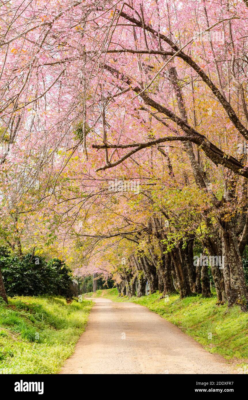 pink flower tunnel of Sakura or Wild Himalayan Cherry tree in outdoor ...