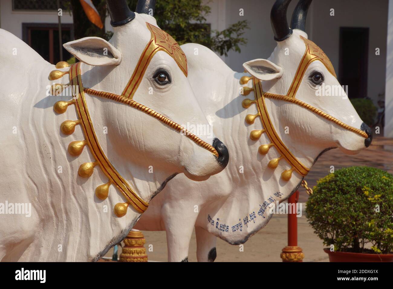 Statues of white Brahma Bulls, Wat Damnak monastery in Siem Reap ...